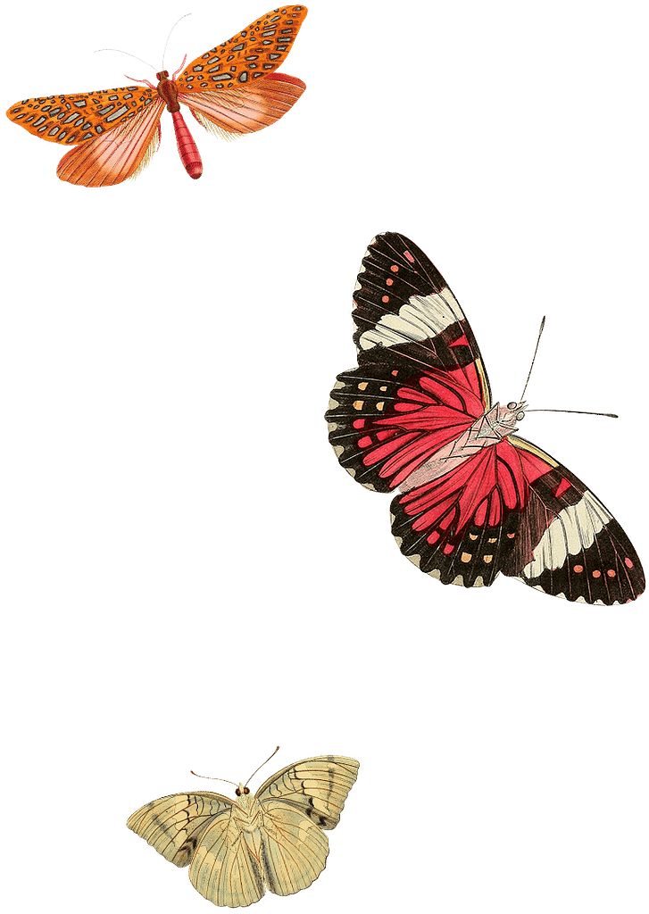 Stacey H Lee – Teller of Stories